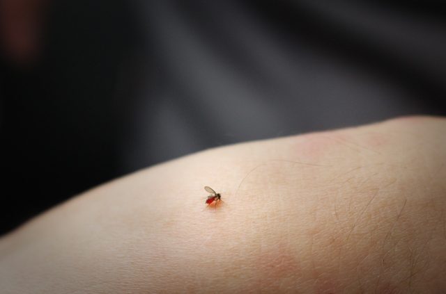 Flebótomos apresentam facilidade de adaptação em áreas de ...